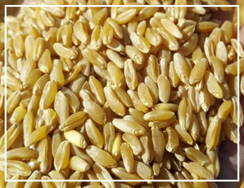 makarnalik-bugday-eminbey